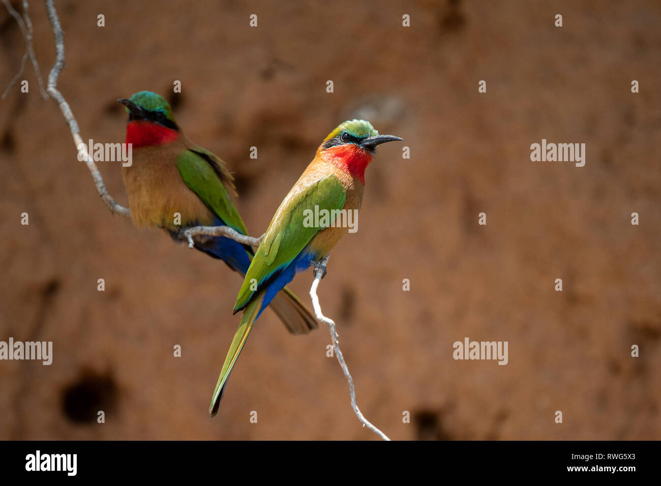 African bee nest hi-res stock photography and images - Alamy