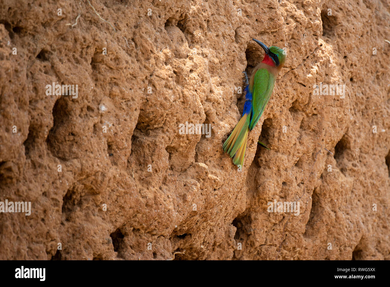Red-throated bee-eater nesting in a cliff, Merops bullocki, Lake Albert ...