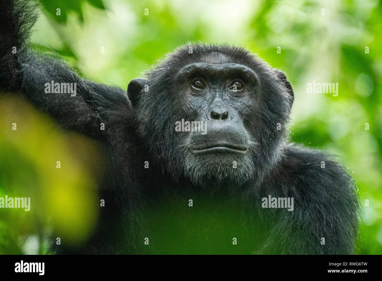 Ugandan nature reserves hi-res stock photography and images - Alamy