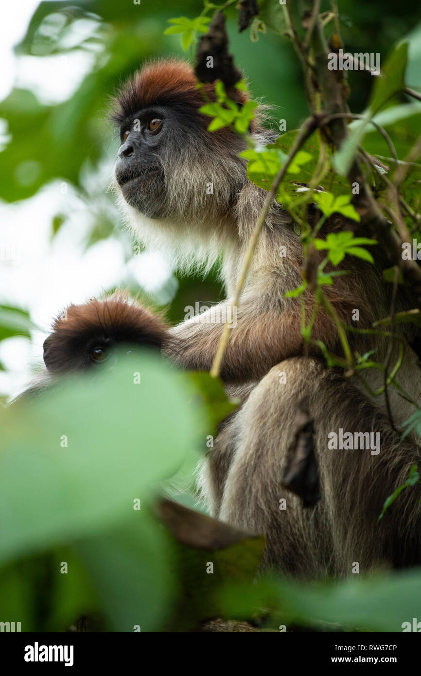 Ugandan red colobus, Procolobus tephrosceles, Kibale Forest National ...