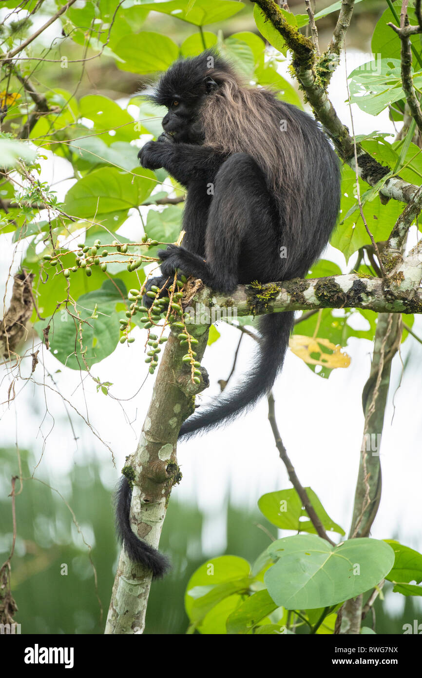 Mangabey monkey hi-res stock photography and images - Alamy