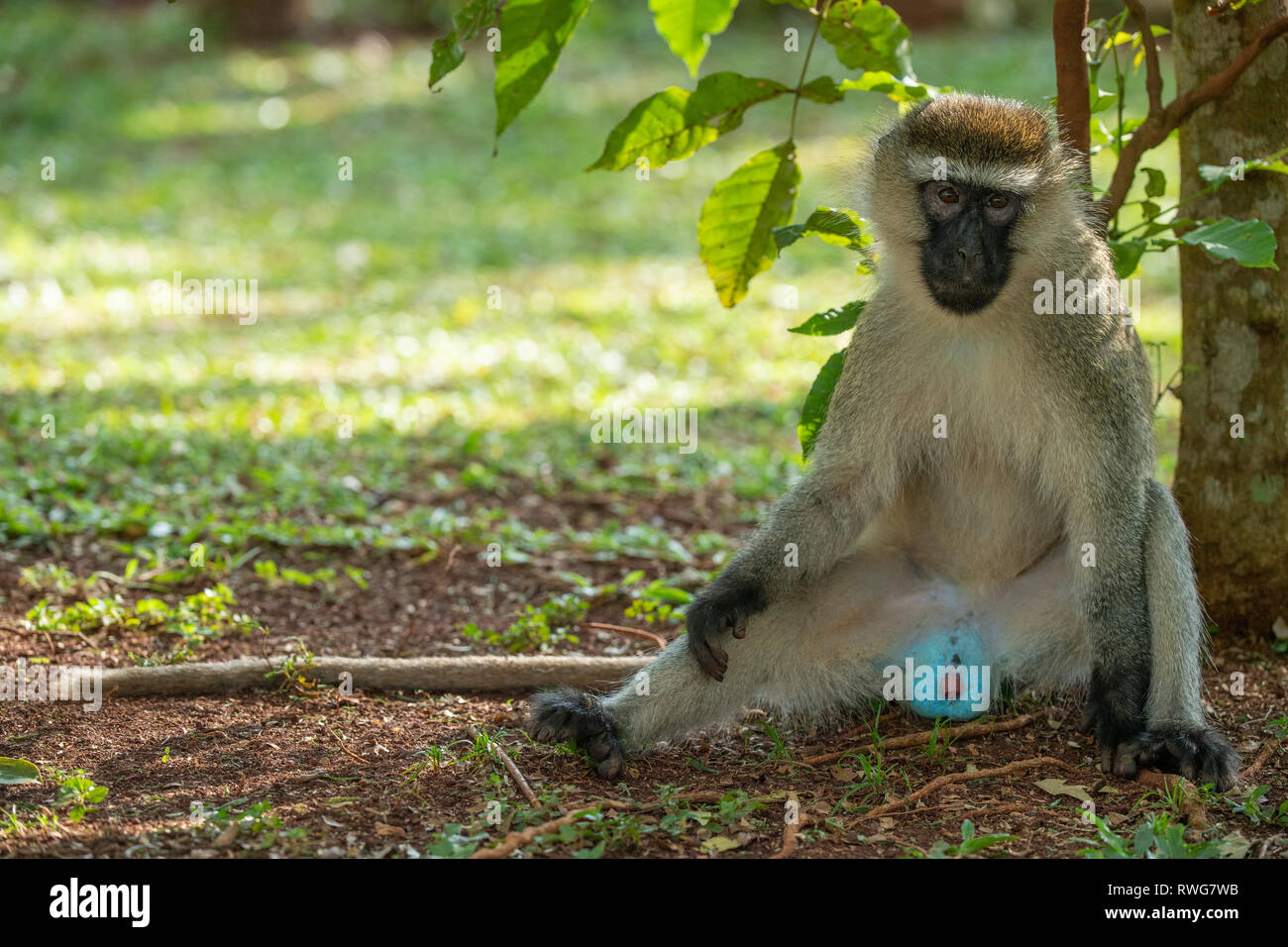 Vervet monkey, Cercopithecus aethiops, Bujagali, Uganda Stock Photo - Alamy