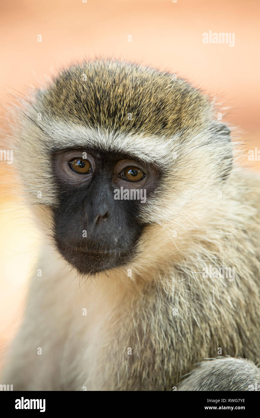 Vervet monkey, Cercopithecus aethiops, Bujagali, Uganda Stock Photo - Alamy