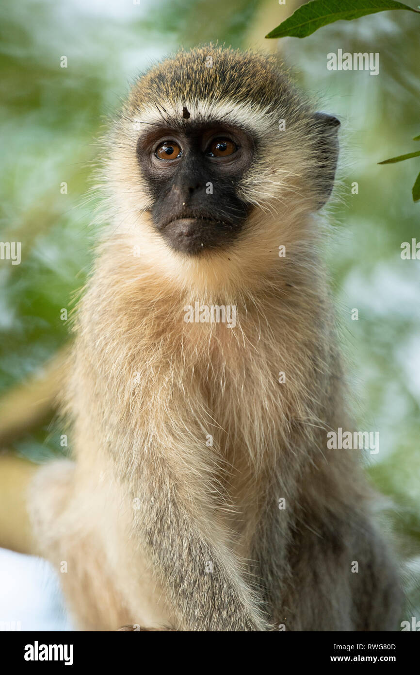 Vervet monkey, Cercopithecus aethiops, Bujagali, Uganda Stock Photo - Alamy
