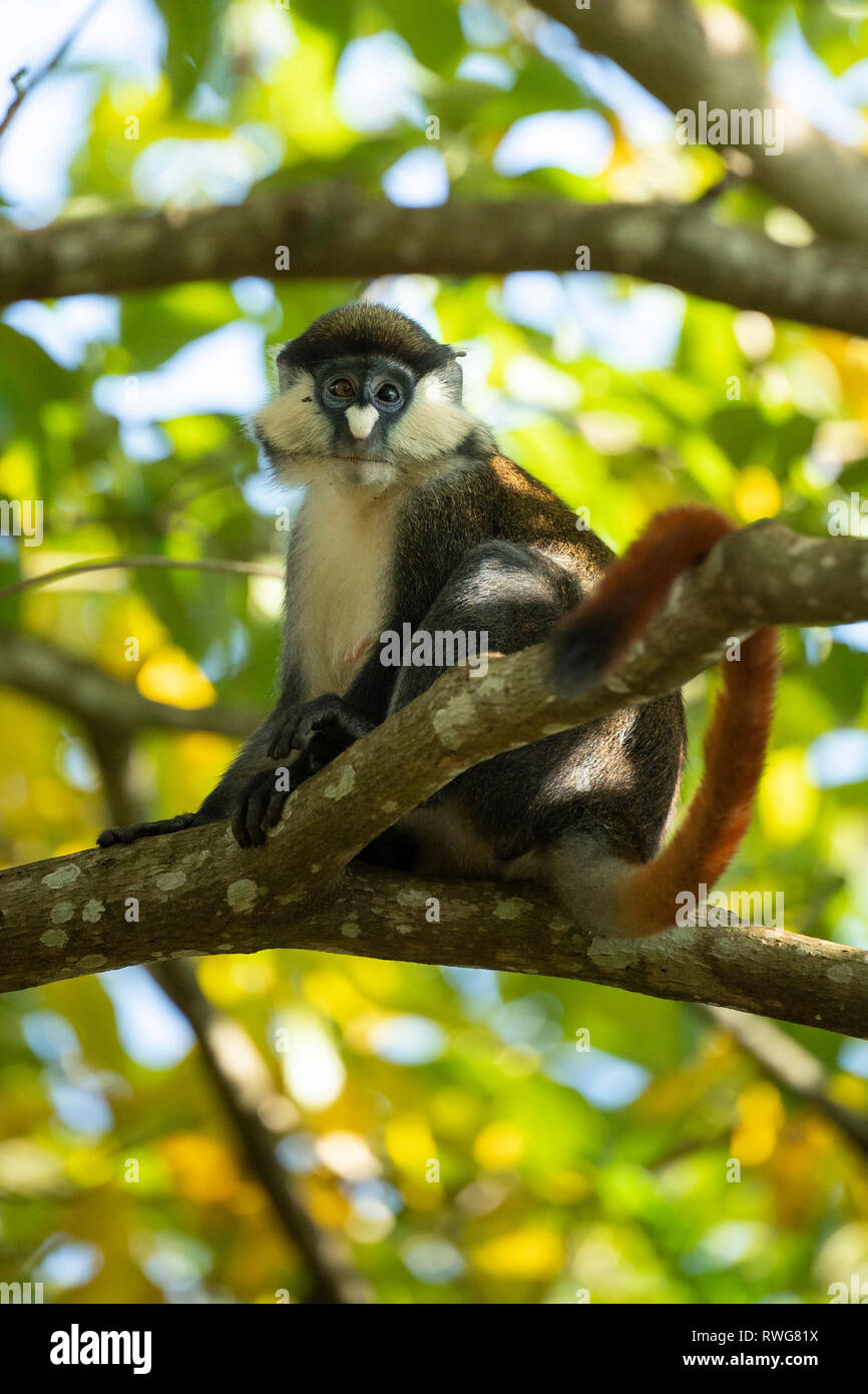 Red-tailed monkey, Cercopithecus ascanius, Bujagali, Uganda Stock Photo ...