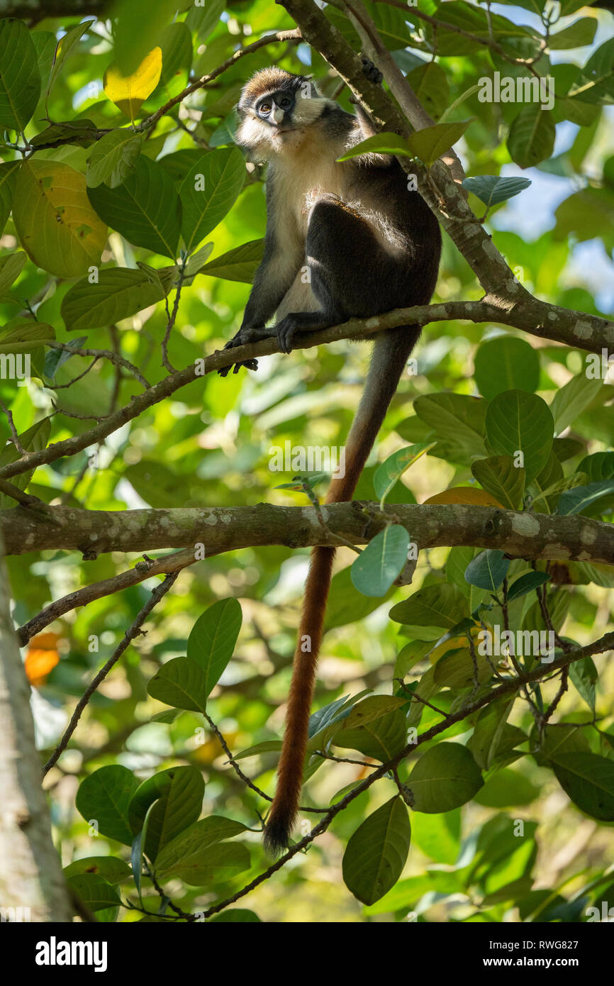Red-tailed monkey, Cercopithecus ascanius, Bujagali, Uganda Stock Photo ...