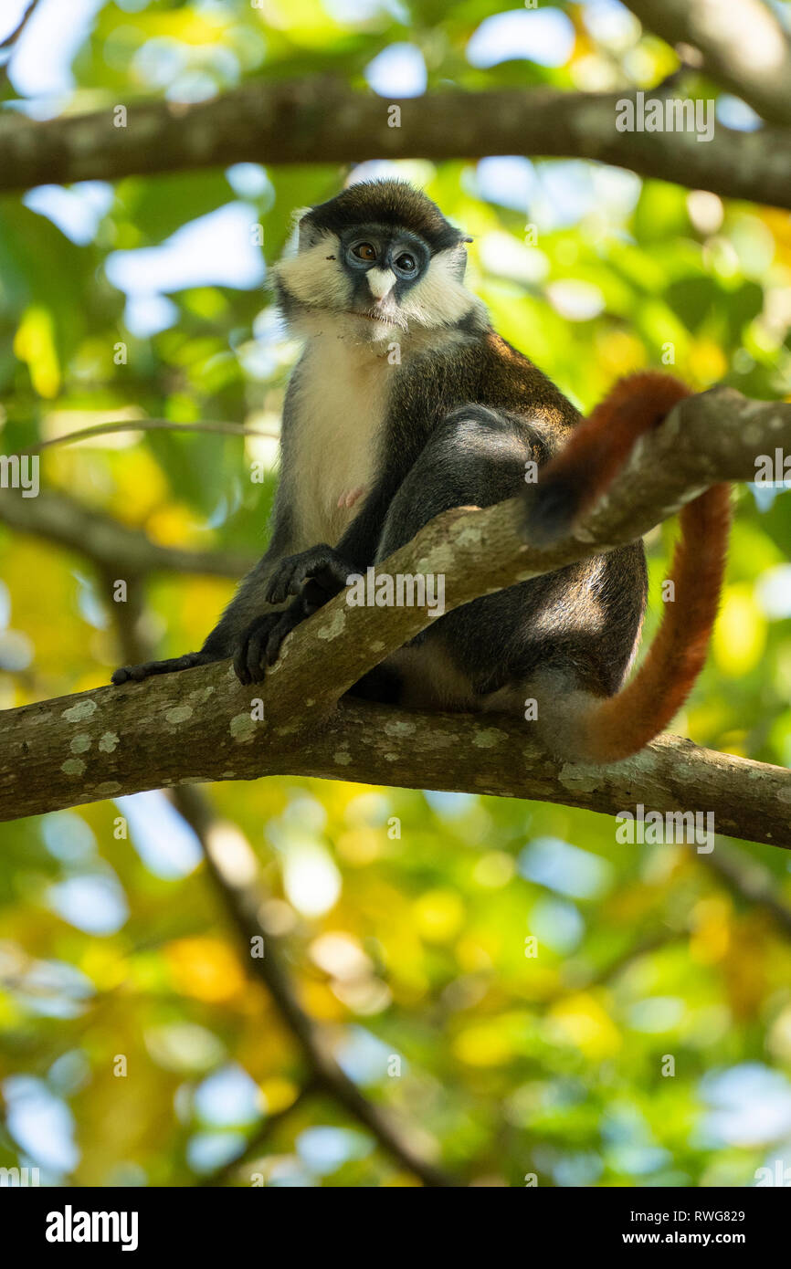 Red-tailed monkey, Cercopithecus ascanius, Bujagali, Uganda Stock Photo ...