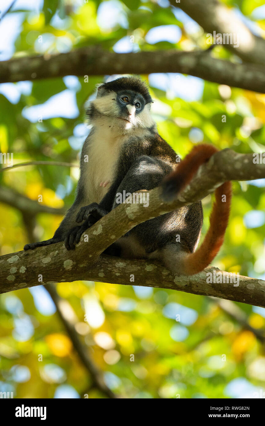 Red-tailed monkey, Cercopithecus ascanius, Bujagali, Uganda Stock Photo ...