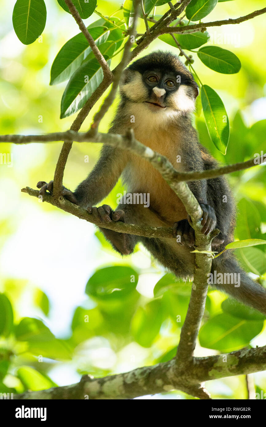 Red-tailed monkey, Cercopithecus ascanius, Bujagali, Uganda Stock Photo ...