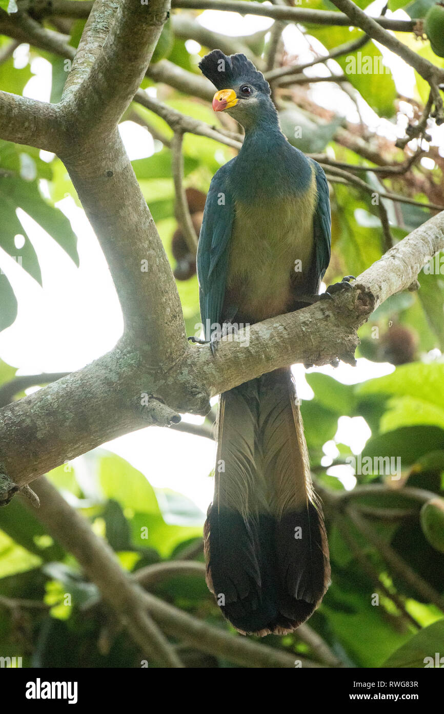 Great blue turaco, Corythaeola cristata, Entebbe, Uganda Stock Photo ...