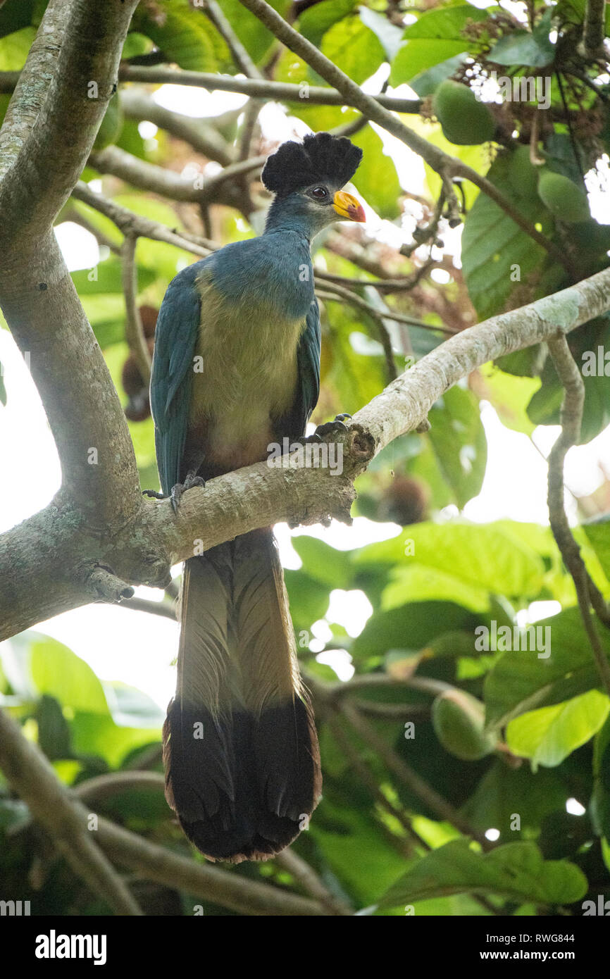 Great blue turaco, Corythaeola cristata, Entebbe, Uganda Stock Photo ...