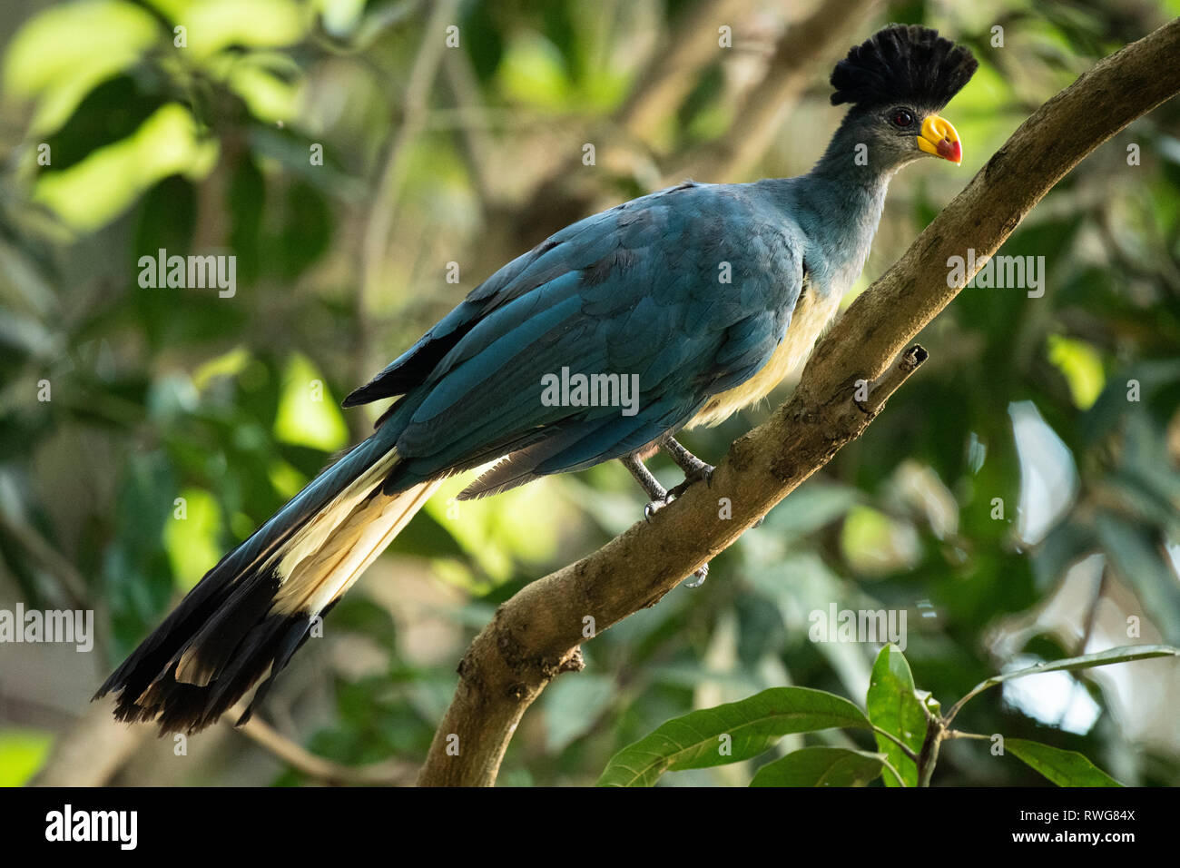 Great blue turaco, Corythaeola cristata, Entebbe, Uganda Stock Photo ...