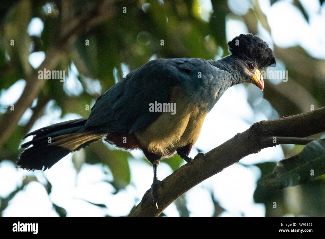 Great blue turaco, Corythaeola cristata, Entebbe, Uganda Stock Photo ...