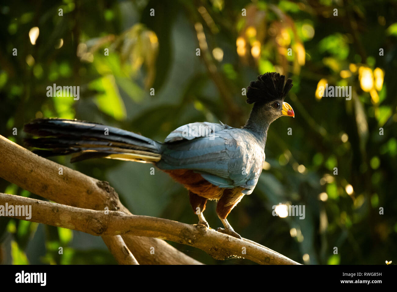 Great blue turaco, Corythaeola cristata, Entebbe, Uganda Stock Photo ...