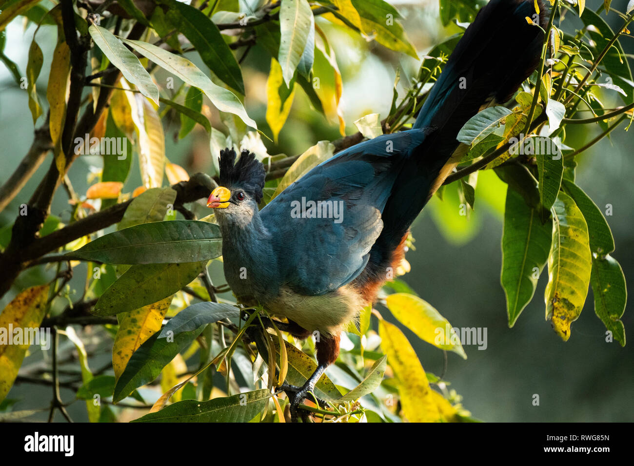 Great blue turaco, Corythaeola cristata, Entebbe, Uganda Stock Photo ...