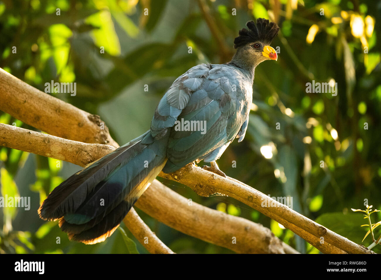 Great blue turaco, Corythaeola cristata, Entebbe, Uganda Stock Photo ...
