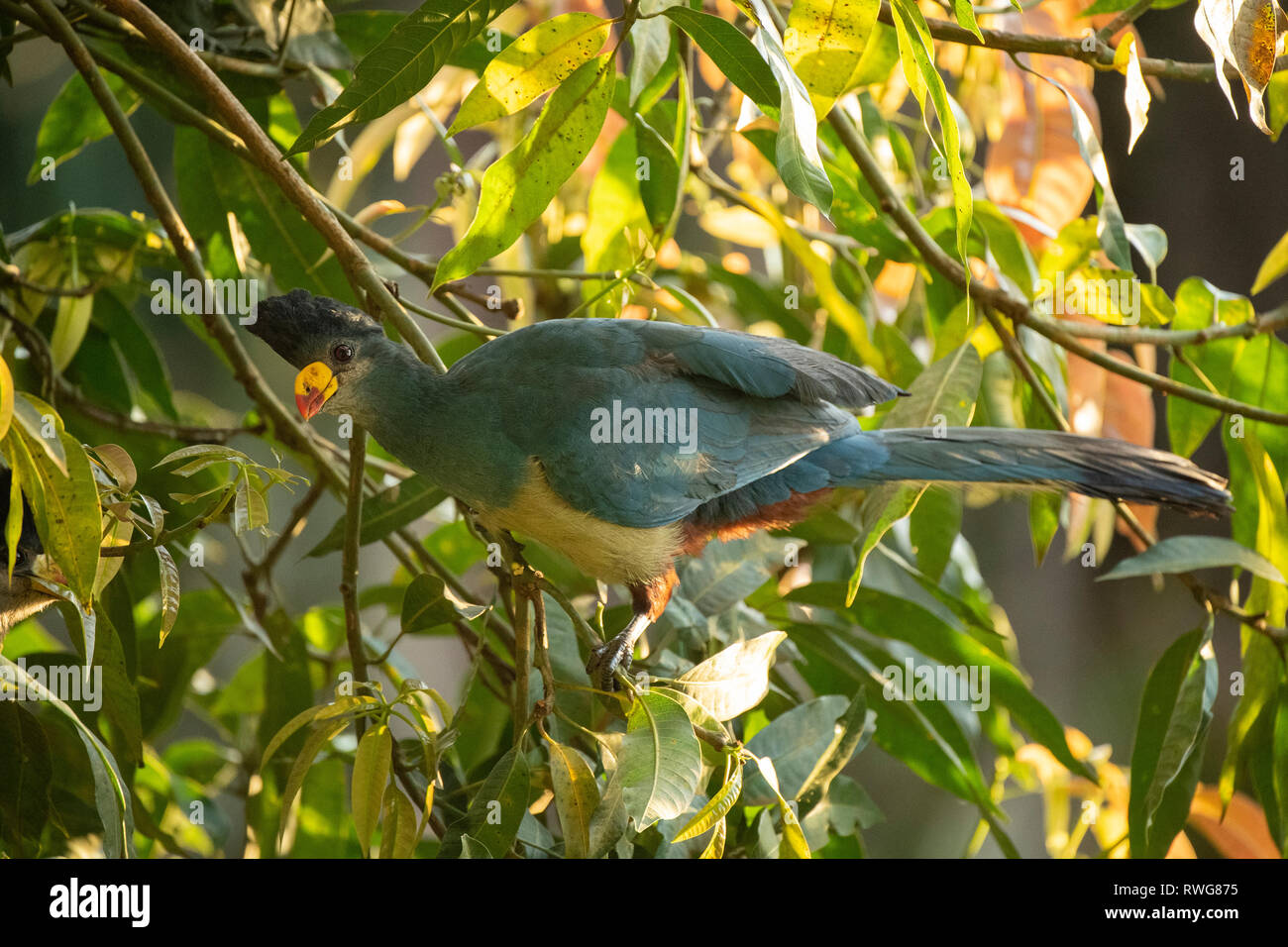 Great blue turaco, Corythaeola cristata, Entebbe, Uganda Stock Photo ...