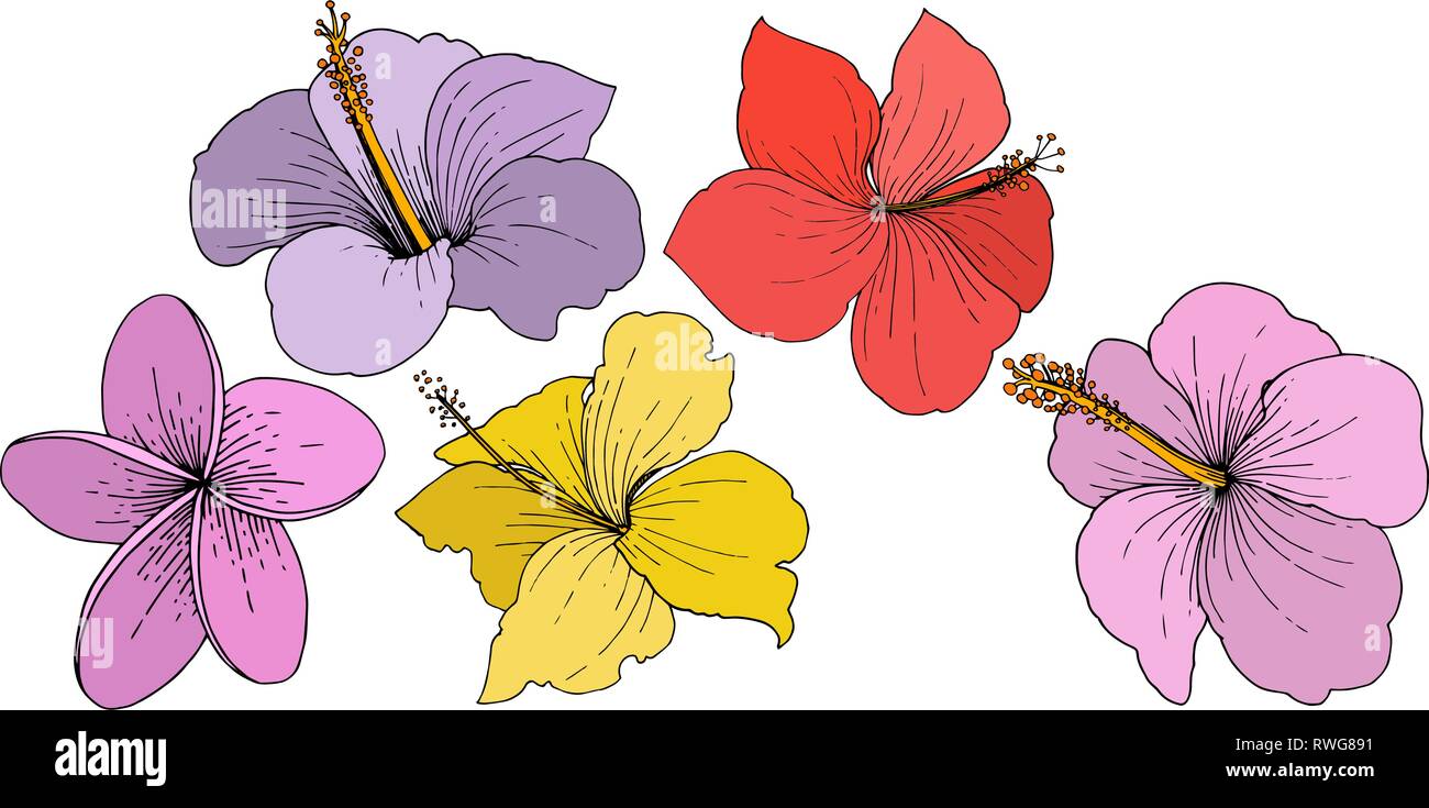 Vector Hibiscus floral tropical flowers. Engraved ink art. Isolated hibiscus illustration ...