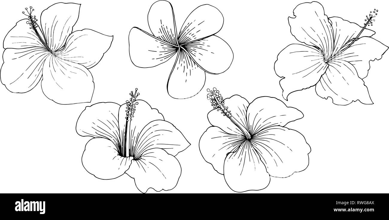 Vector Hibiscus floral tropical flowers. Black and white engraved ink art. Isolated hibiscus ...
