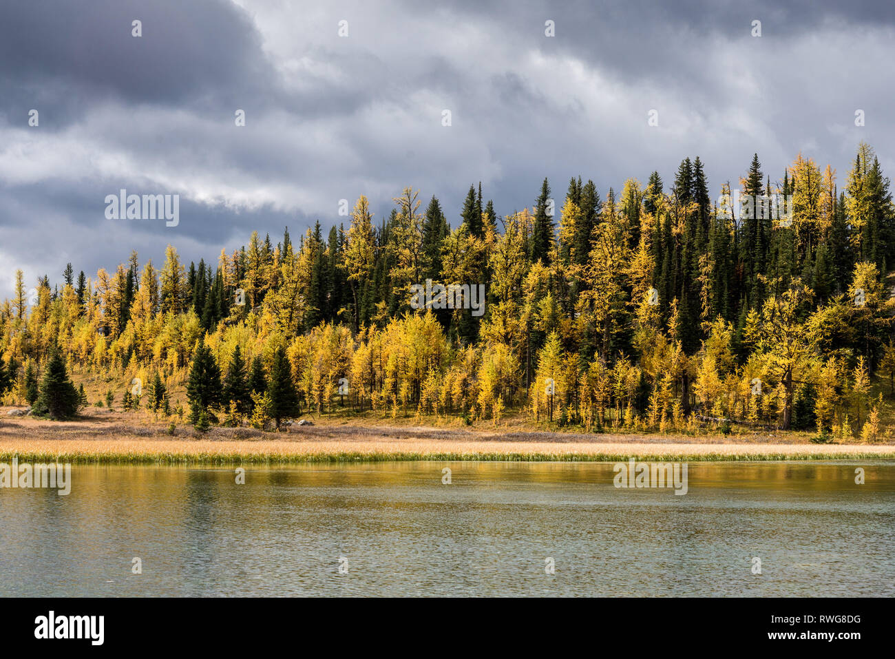 Lyells larch hi-res stock photography and images - Alamy