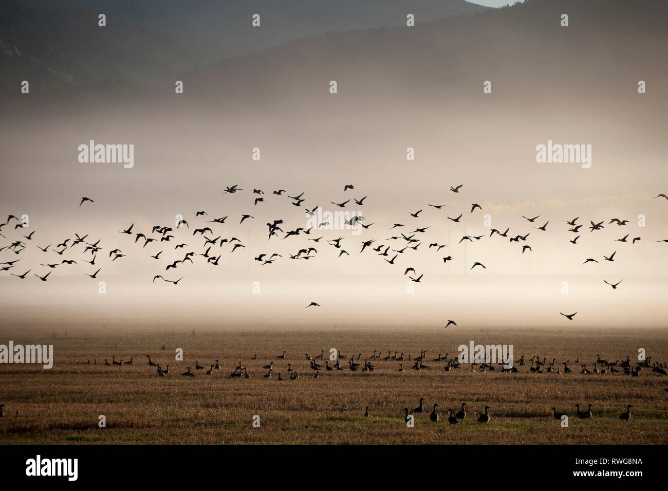 Creston valley hi-res stock photography and images - Alamy