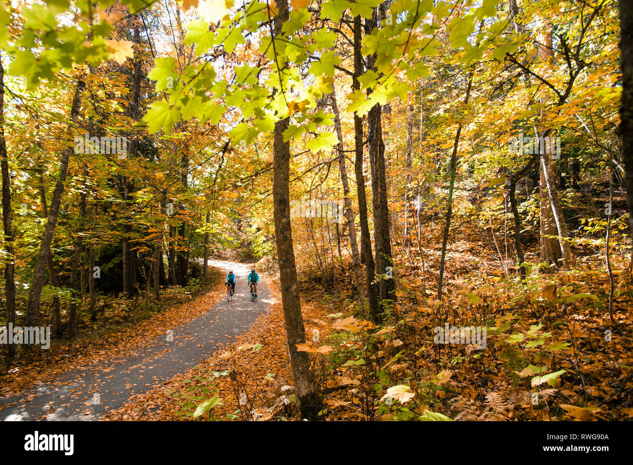 Cycling road trees hi-res stock photography and images - Alamy