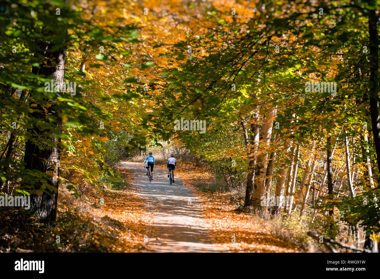 Cycling road trees hi-res stock photography and images - Alamy