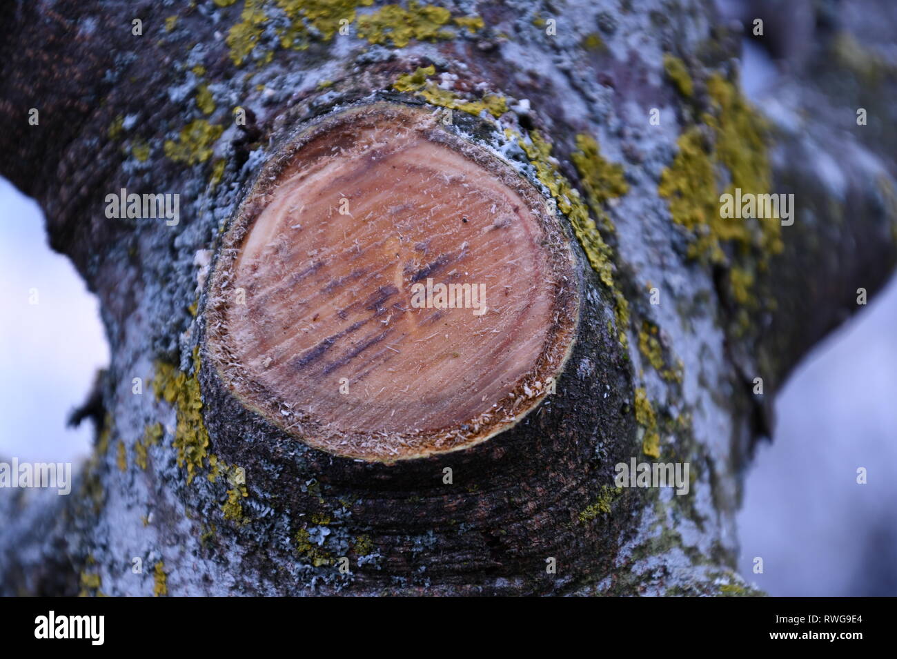 Fruit tree pruning hi-res stock photography and images - Alamy