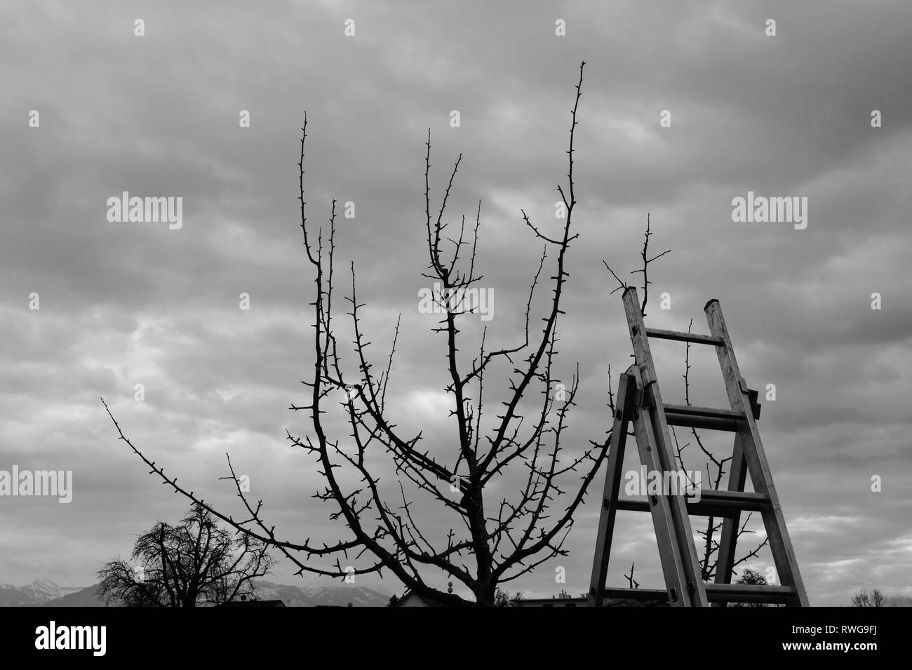 Pruning tree winter Black and White Stock Photos & Images - Alamy