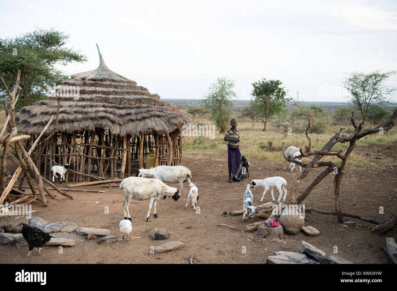 Karamojong boy with sheep in the village, northern Uganda Stock Photo ...
