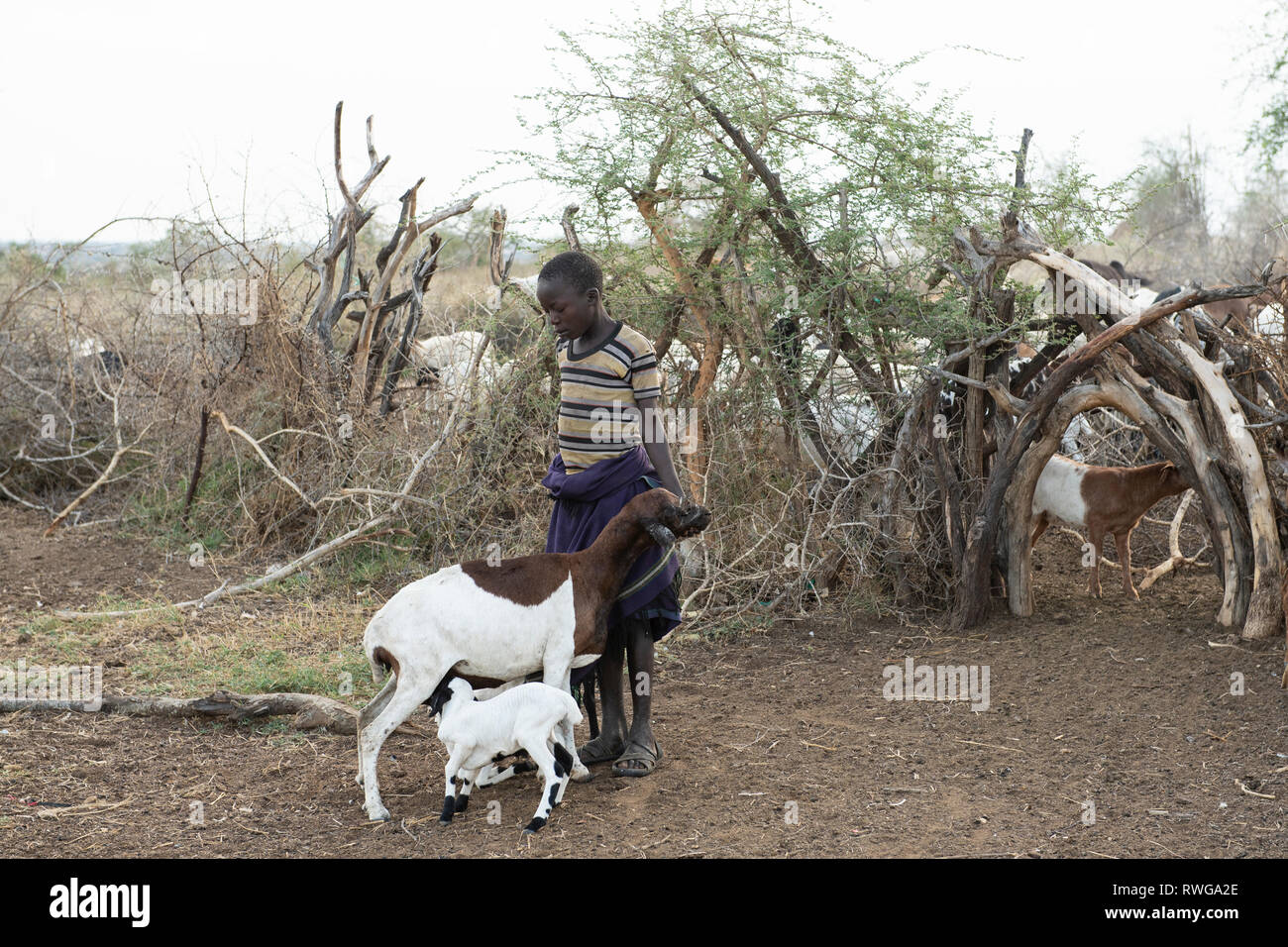 Karamojong boy with sheep in the village, northern Uganda Stock Photo ...