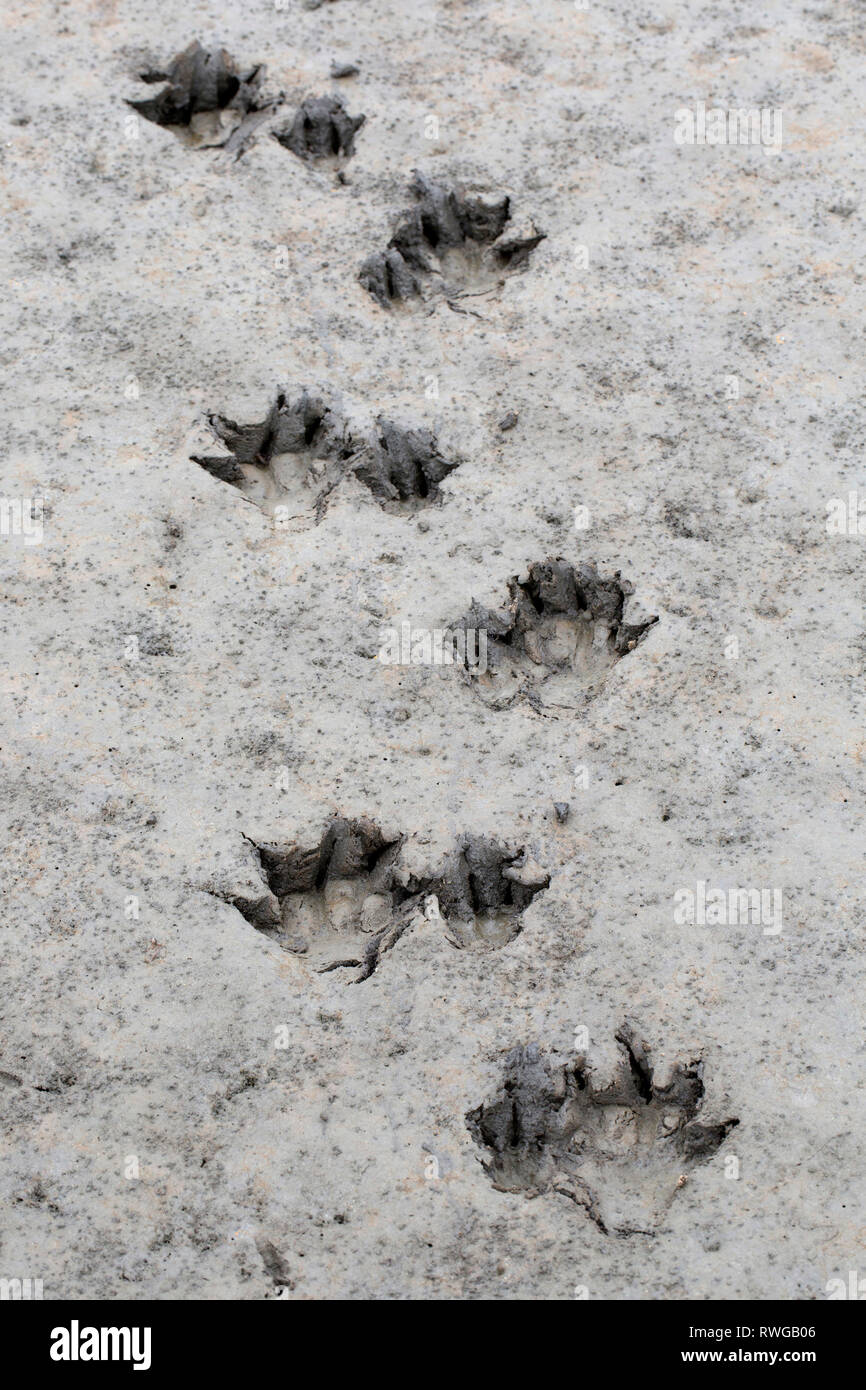 Castor fiber hi-res stock photography and images - Alamy
