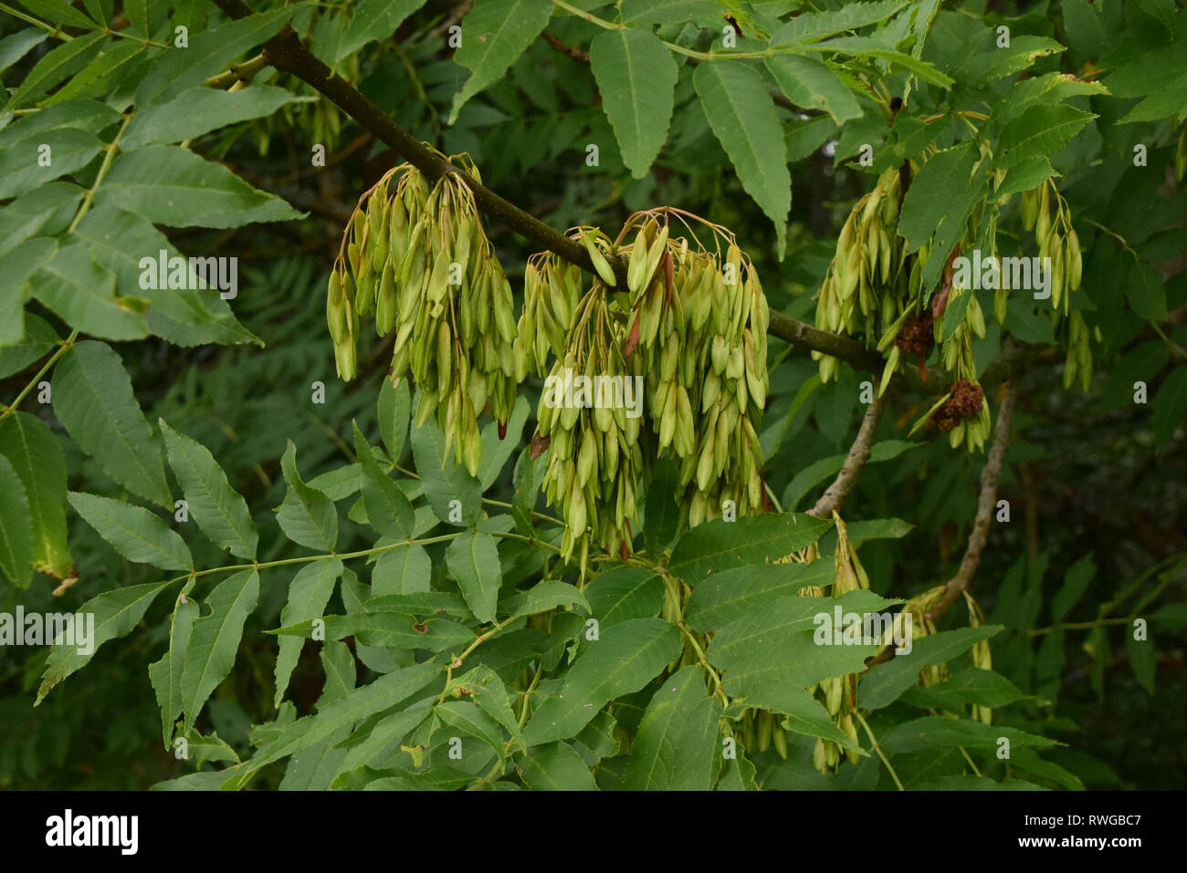 Fraxinus excelsior hi-res stock photography and images - Alamy