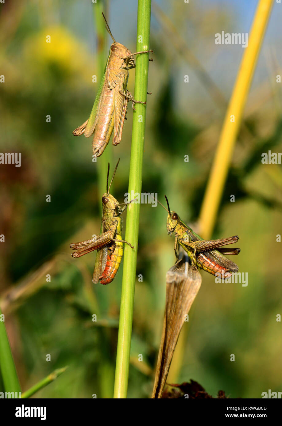 Grasshopper (Chorthippus apricarius). Two males (pictured below ...