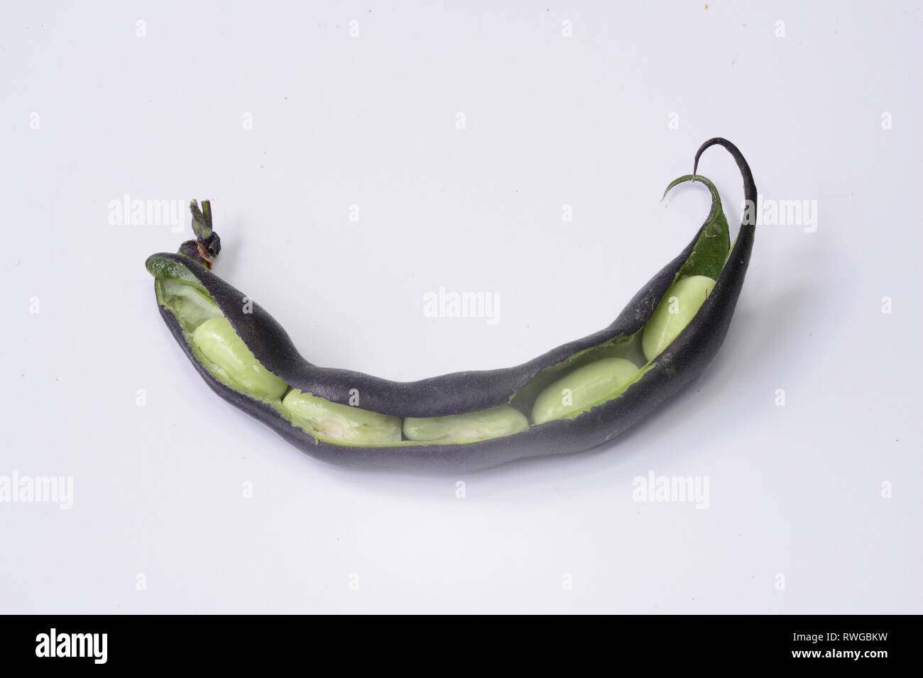 Green Bean (Phaseolus vulgaris). Opened fresh bean pod of a purple ...