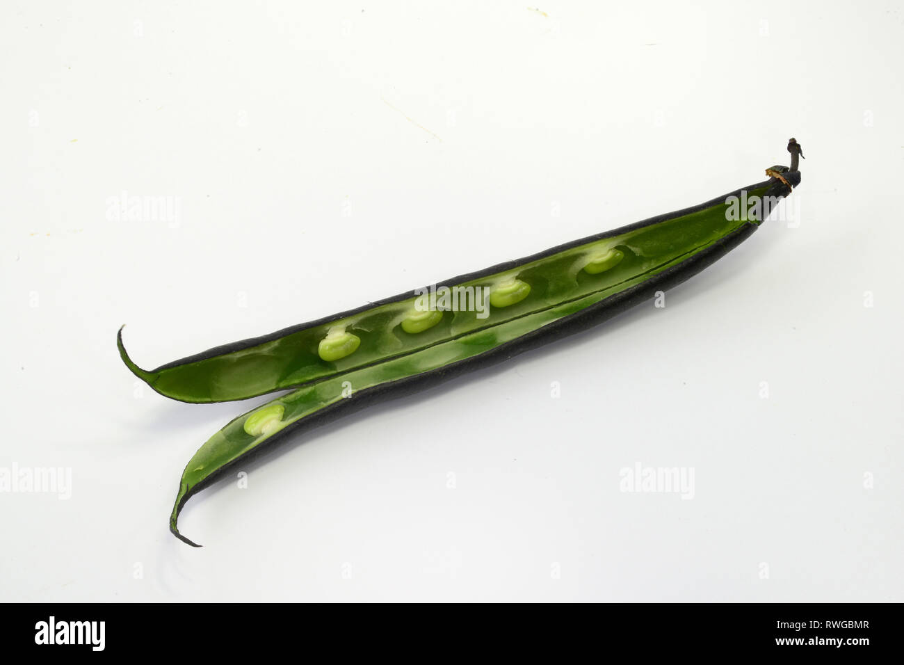 Green Bean (Phaseolus vulgaris). Opened fresh bean pod of a purple ...