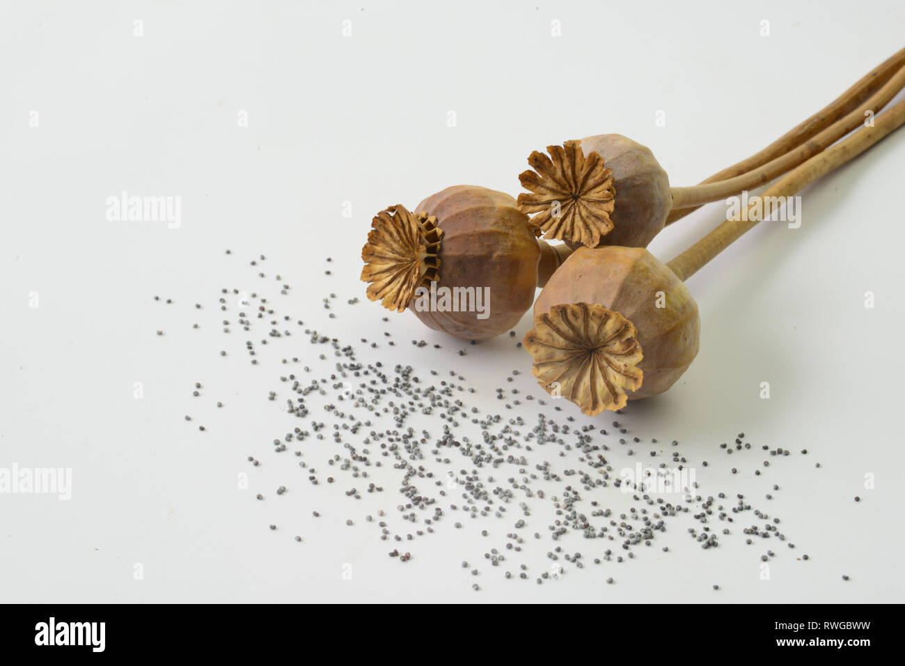 Opium Poppy (Papaver somniferum). Dry seed pots and seeds. Studio ...