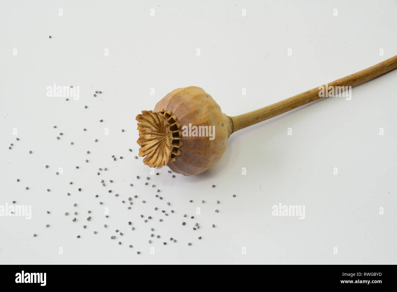 Opium Poppy (Papaver somniferum). Dry seed pot and seeds. Studio ...