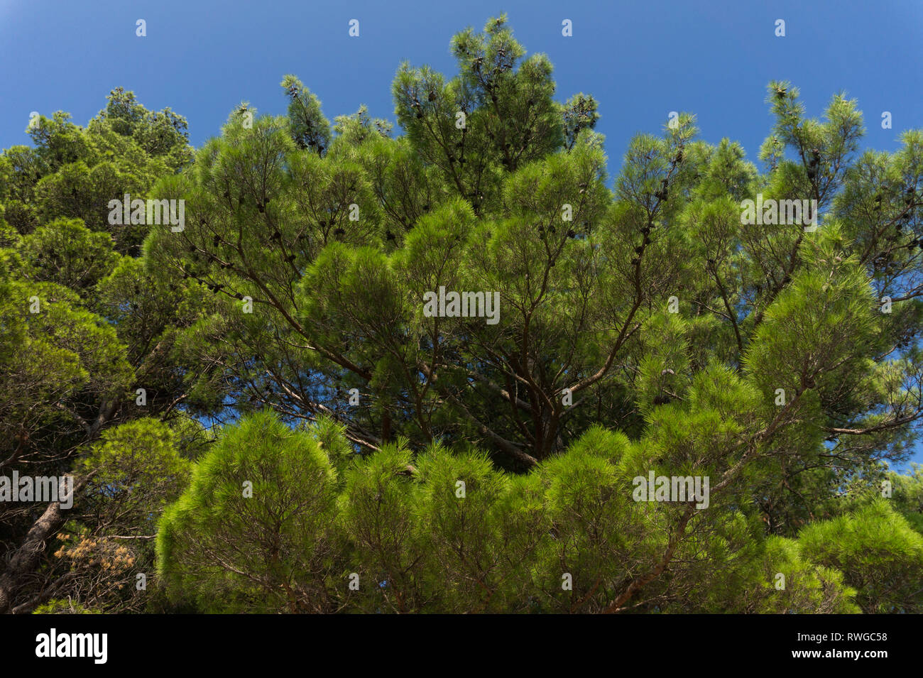 Thick branches of green pine tree Stock Photo - Alamy