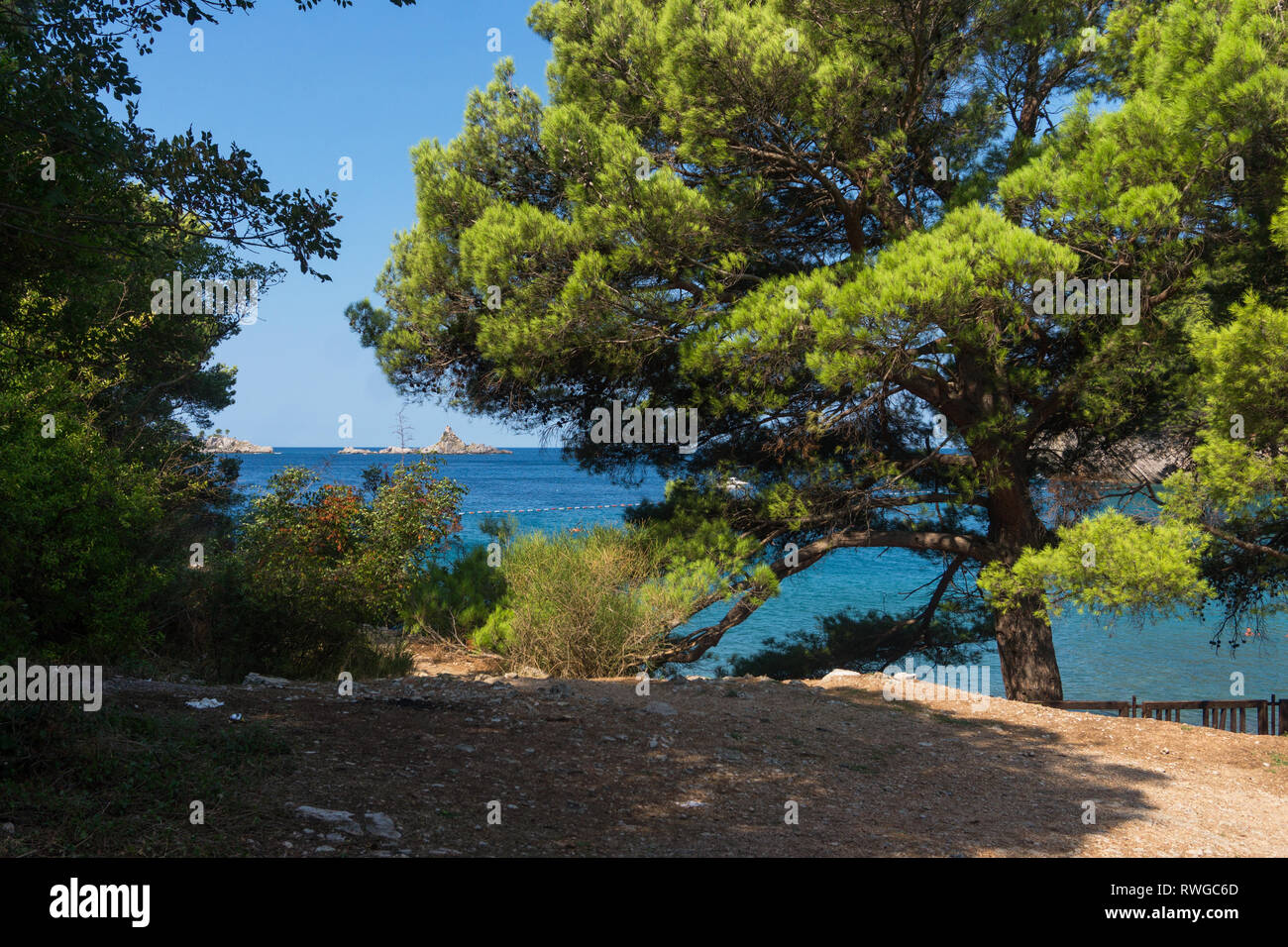 Green pine tree on the seashore Stock Photo - Alamy