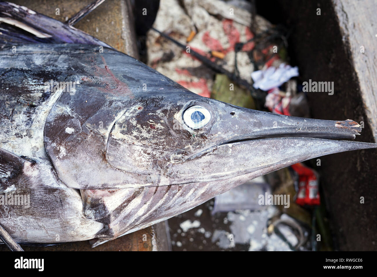 Fresh Big Swordfish on display at market stall Stock Photo - Alamy