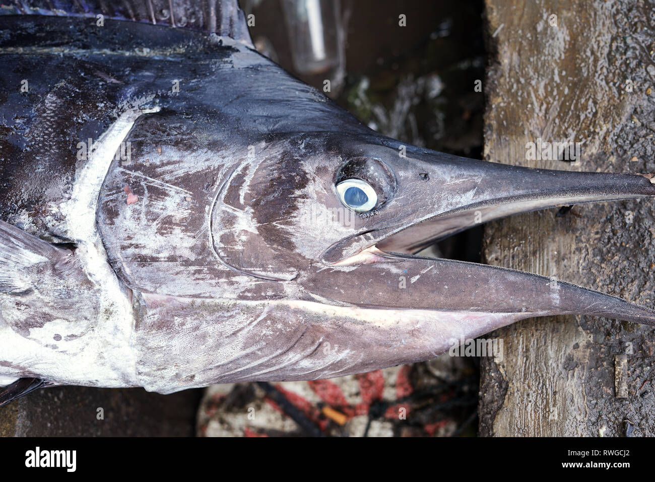 Fresh Big Swordfish on display at market stall Stock Photo - Alamy