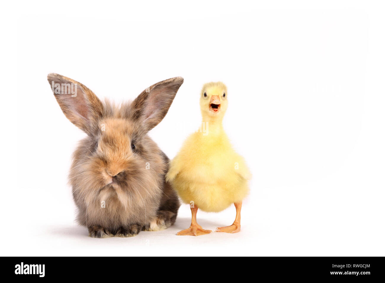 Domestic Goose. Gosling standing next to adult Dwarf Rabbit. Studio ...