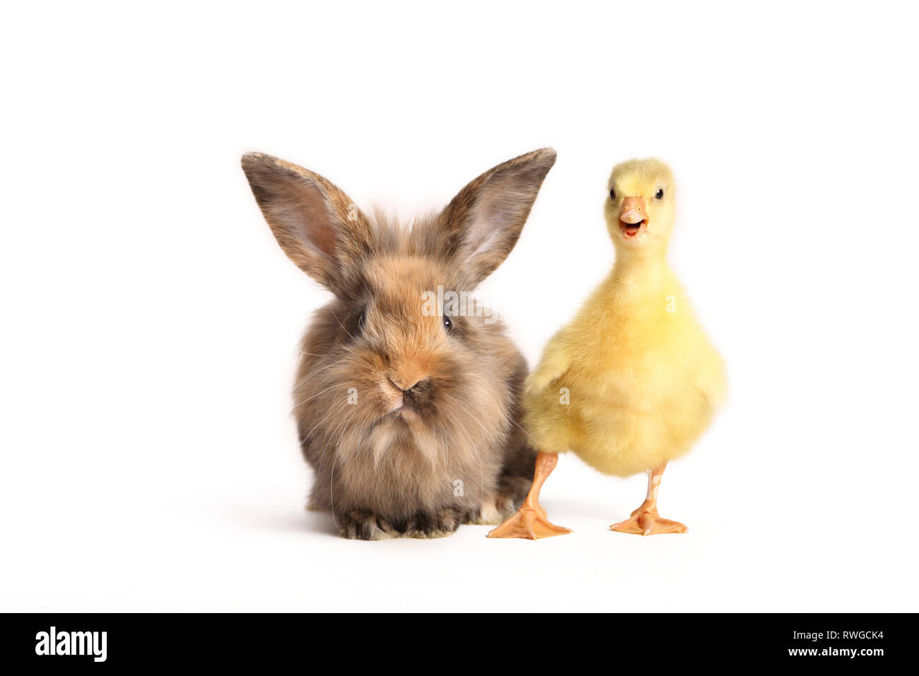 Domestic Goose. Gosling standing next to adult Dwarf Rabbit. Studio ...