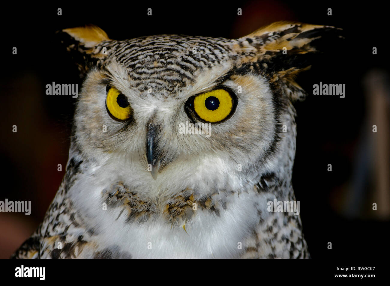 They may use the tufts to blend into their surroundings hi-res stock ... They may use the tufts to blend into their surroundings hi-res stock ...