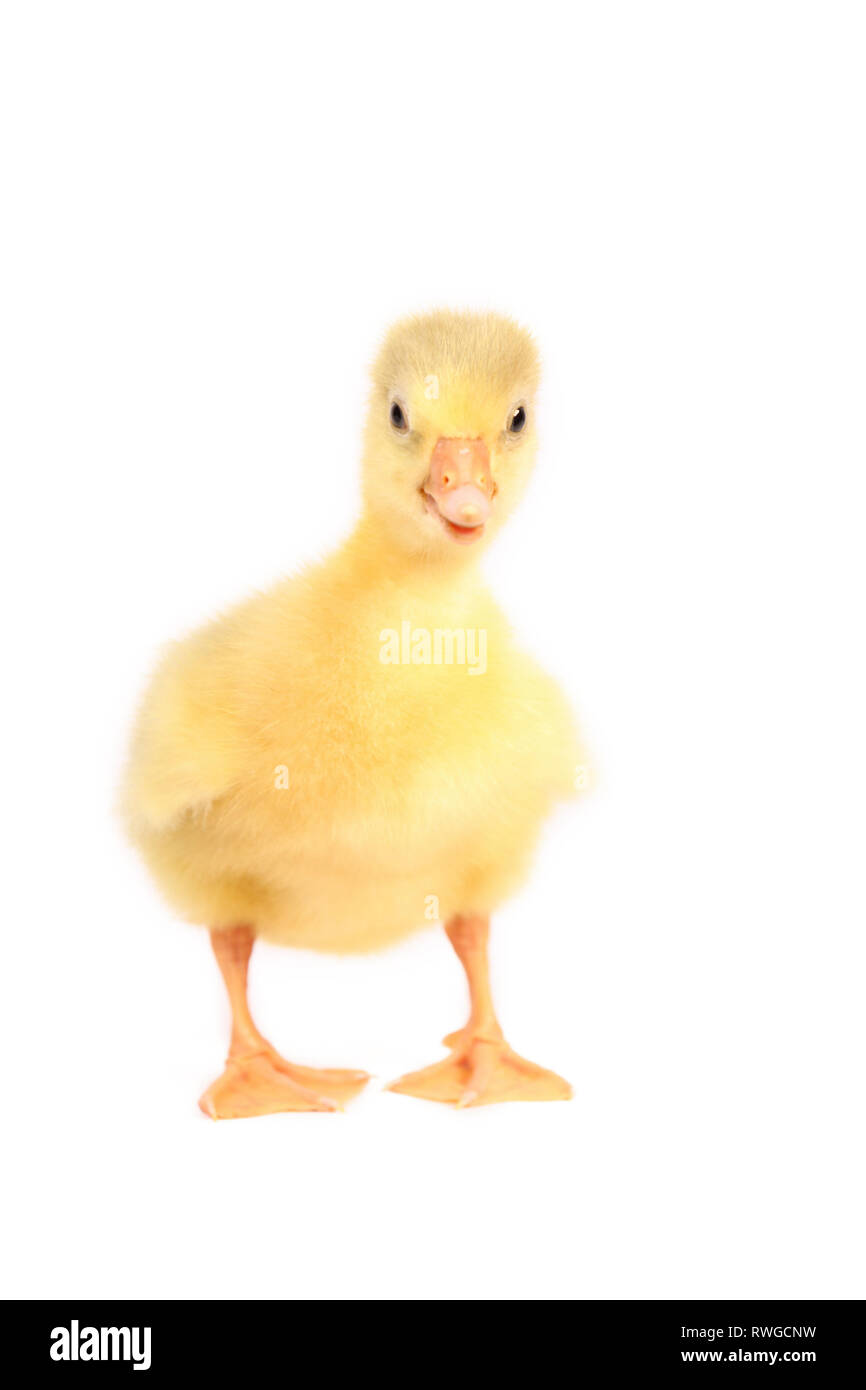 Smiling goose hi-res stock photography and images - Alamy