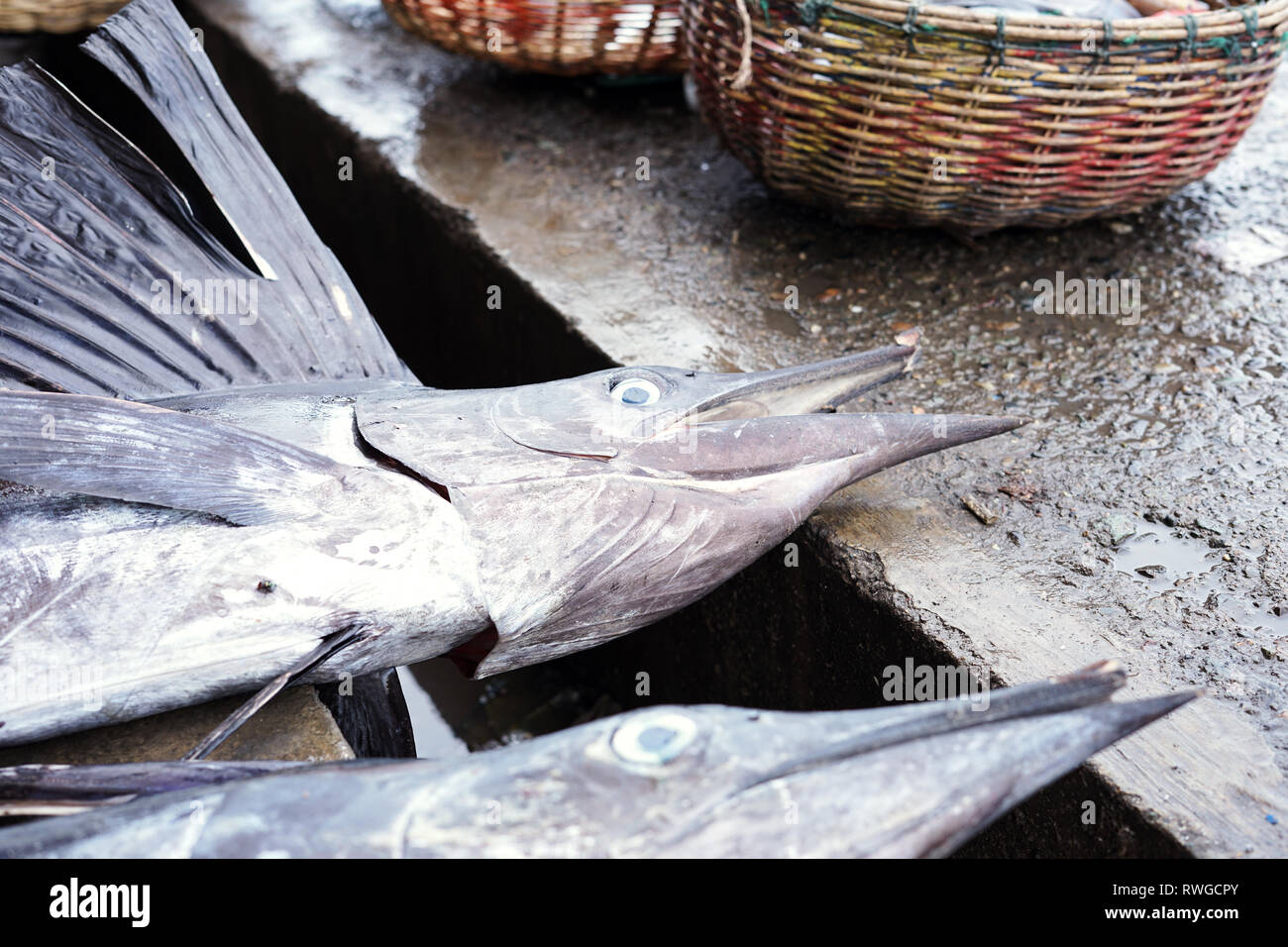 Fresh Big Swordfish on display at market stall Stock Photo - Alamy
