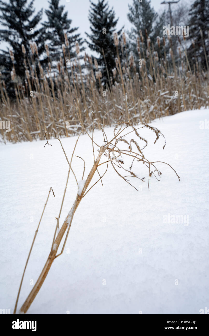 Winter scene from Canada Stock Photo - Alamy