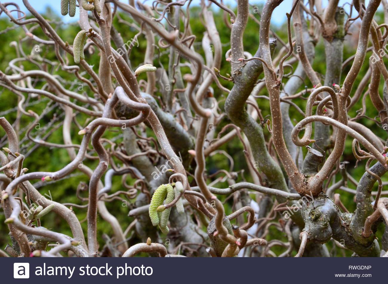 Corkscrew Plant High Resolution Stock Photography and Images - Alamy