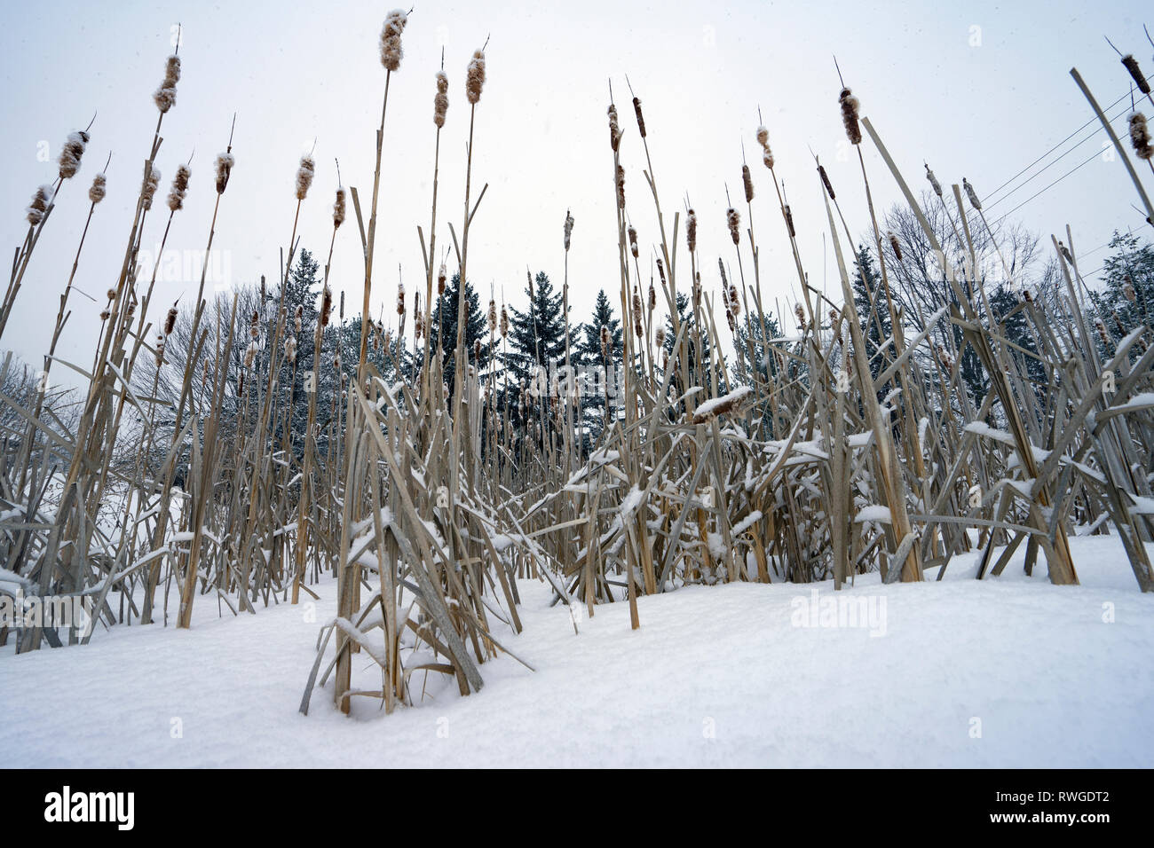 Winter scene from Canada Stock Photo - Alamy